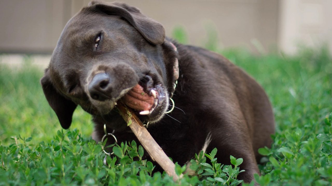 Puppy Chewing: Naughty or Natural? - Bark Busters