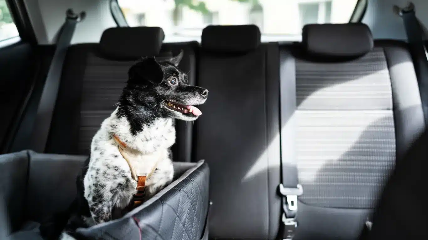 Stop Dog Barking in the Car: Calm Rides Without Stress