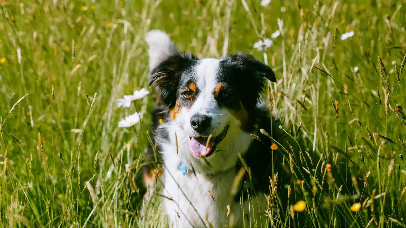 Australian Shepherd Training Guide for High-Energy Dogs