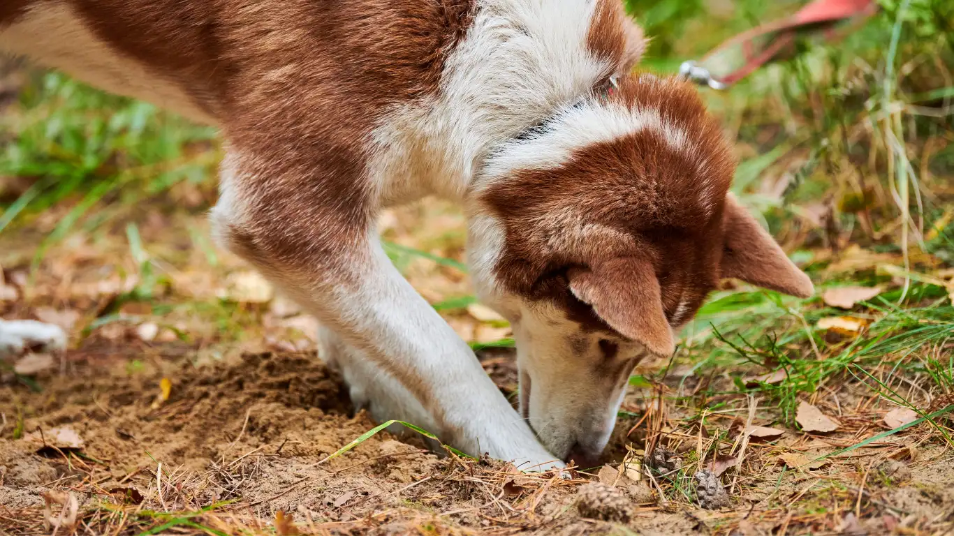 Humane Ways to Stop Your Dog from Digging in the Yard